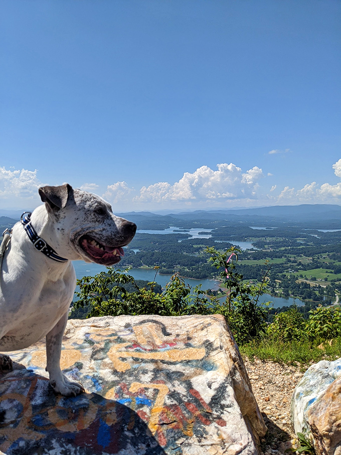 Even the dogs appreciate fine art with a view. This happy pup seems to understand that Bell Mountain offers the kind of panorama that deserves a proper sit and stay.