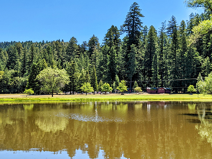 Mirror, mirror in the woods. The park's serene pond reflects the towering redwoods, doubling the majesty for observant visitors.