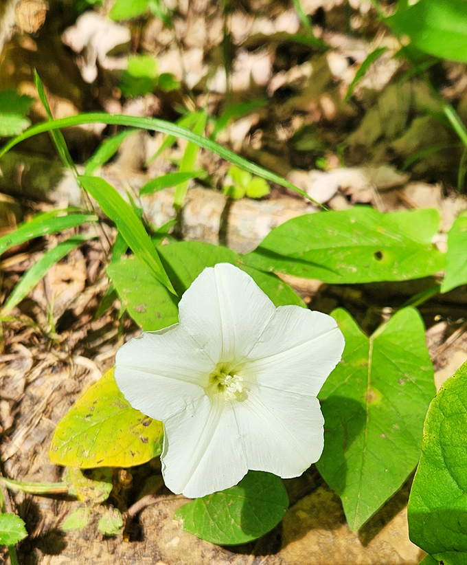 Nature's delicate artwork on display! Spring wildflowers transform the forest floor into a living canvas that changes with each passing week.