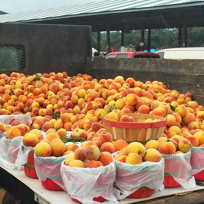 Georgia peach perfection! These sun-ripened beauties piled high in baskets are what summer tastes like when you close your eyes and remember childhood.