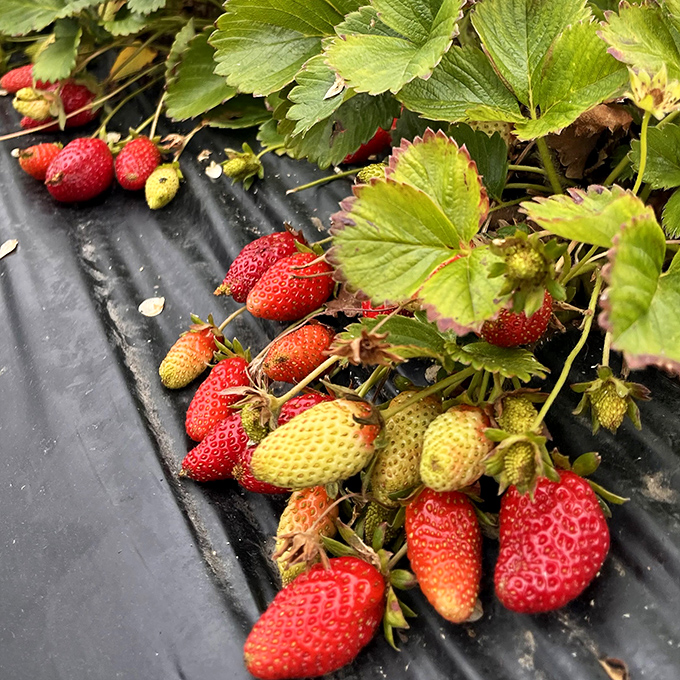 Ruby jewels nestled among green crowns. These aren't just strawberries&mdash;they're flavor bombs waiting to detonate on your taste buds.