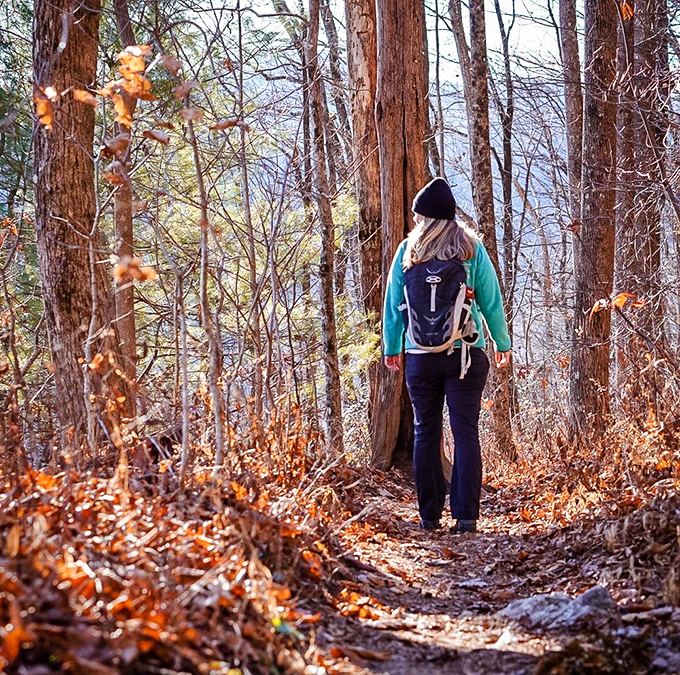 Autumn hiking at its finest—golden leaves carpet the trail while filtered sunlight creates nature's spotlight. The perfect backdrop for contemplating life's big questions or just enjoying the crunch.