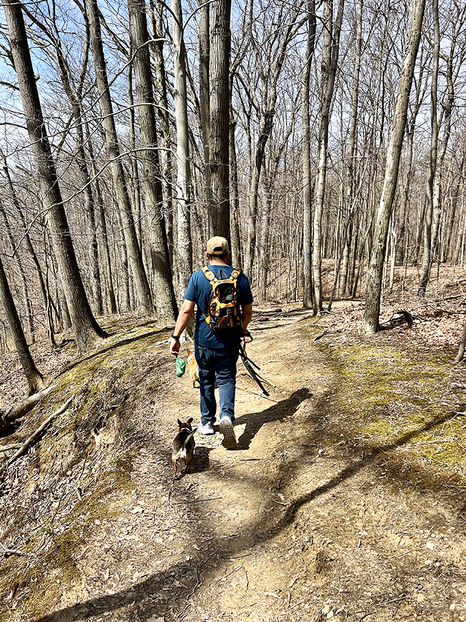 The early spring trail reveals the forest's bones, where a hiker and faithful companion explore paths that will soon burst into green.
