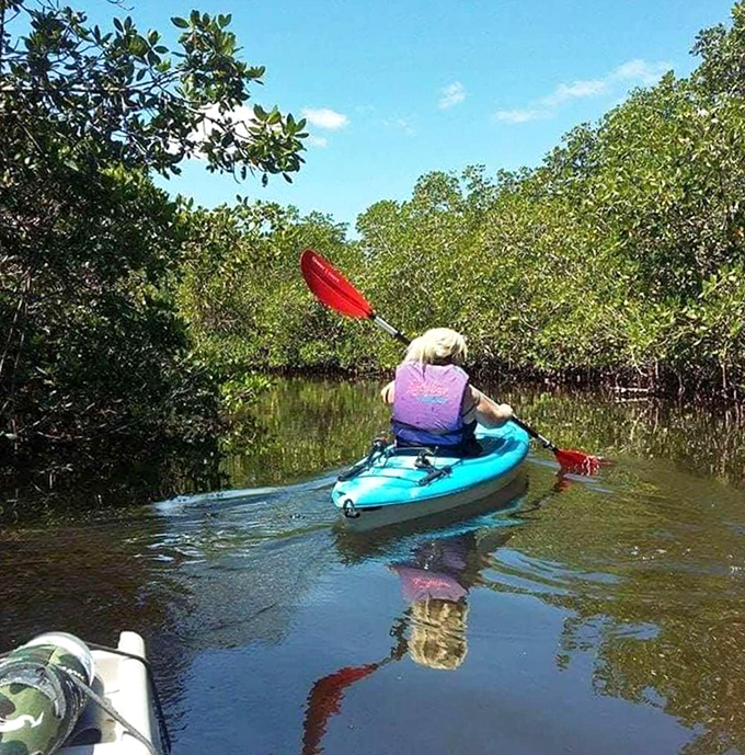 Kayaking through mangrove tunnels reveals Florida's hidden wilderness. Nature's cathedral, where sunlight filters through green canopies onto mirror-like water. 