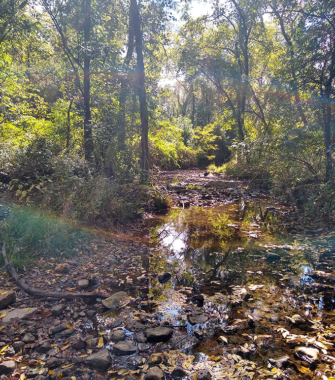 The nearby creek reflects dappled sunlight through the canopy, creating a scene too peaceful to suggest it might be home to phantom horses.