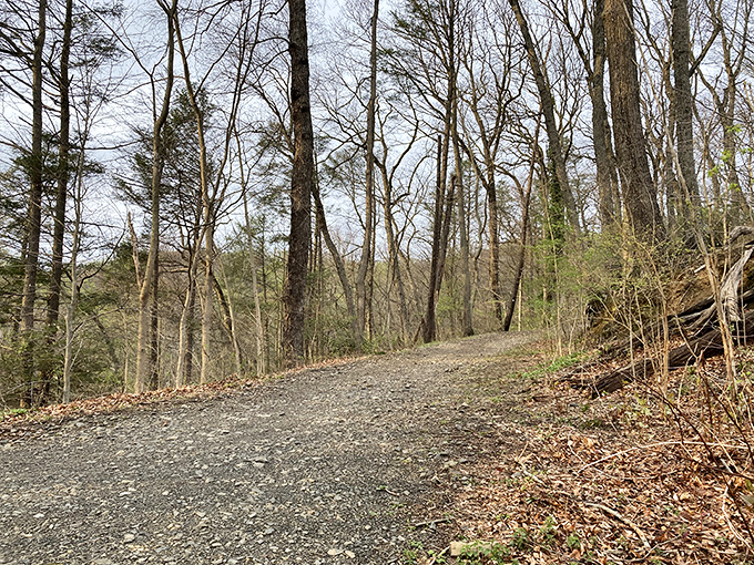 The path less traveled: Forbidden Drive's gravel trail invites you to slow down and remember when Sunday drives were an actual event.