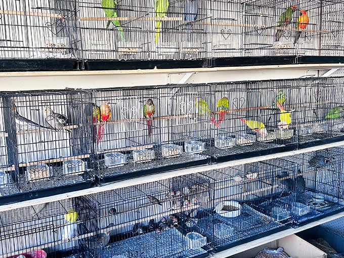A chorus of feathered performers waiting for their spotlight moment. Bird watching takes on a whole new meaning in this colorful aviary.