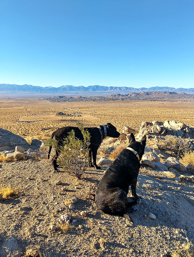 Four-legged explorers enjoying the view&mdash;proof that dogs appreciate a good desert panorama just as much as their human companions.