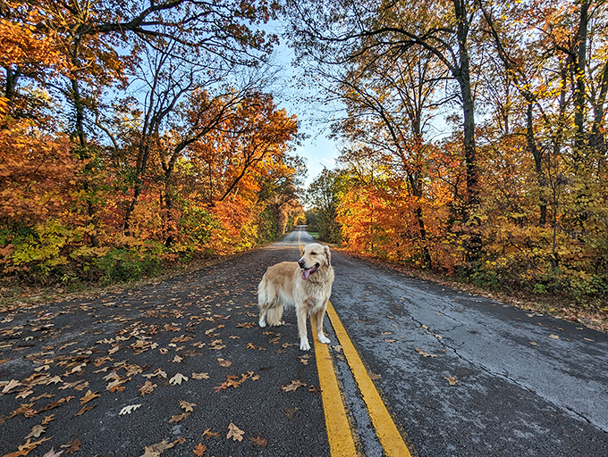 Even dogs appreciate a good autumn stroll. This golden retriever seems to be thinking, "Fall colors AND stick potential? Paradise!"
