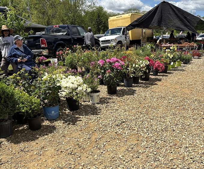 Nature's color palette on display. These flowering plants wait patiently for adoption into Michigan backyards, promising summer splendor.