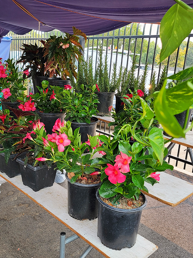 Garden dreams bloom in real-time with vibrant flowers that practically shout, "Take me home and I'll make your patio Instagram-worthy!"