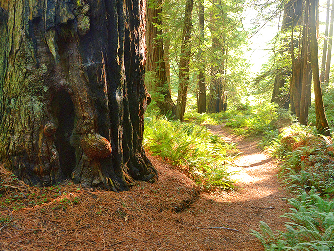 Walking among ancient redwoods is like visiting a cathedral built by time itself&mdash;complete with dappled light that photographers chase like the holy grail.