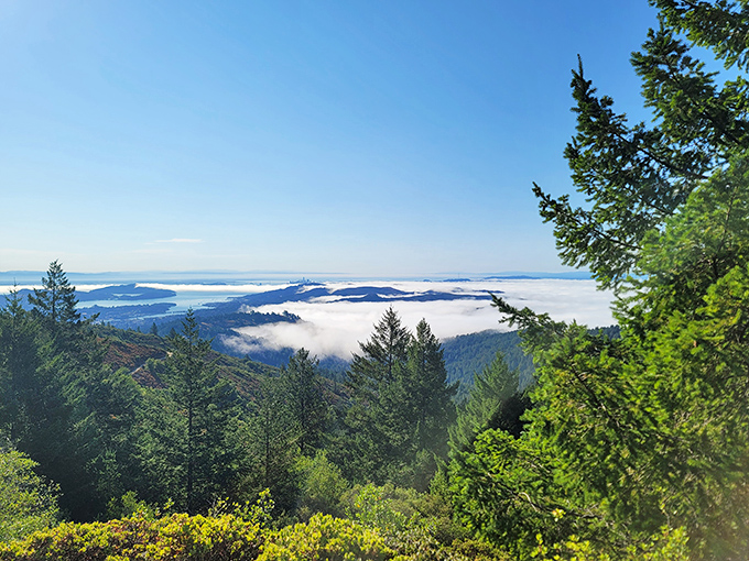 The legendary fog blanket of Mount Tam, where clouds become an ocean and mountaintops transform into islands in a cotton sea.