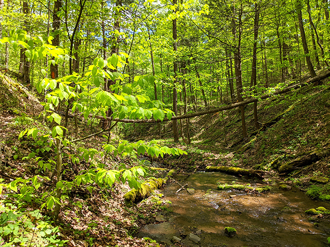 A creek so pristine it looks Photoshopped. Wade in and feel your stress dissolve faster than an aspirin.