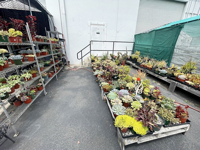 Even the outdoor spaces bloom with life, offering succulent gardens that thrive in California's perfect climate.