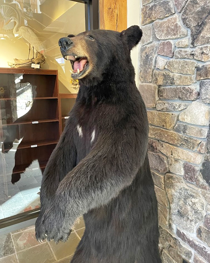 The visitor center's taxidermy bear greets guests with permanent enthusiasm, a ambassador from the wild side of Pennsylvania.