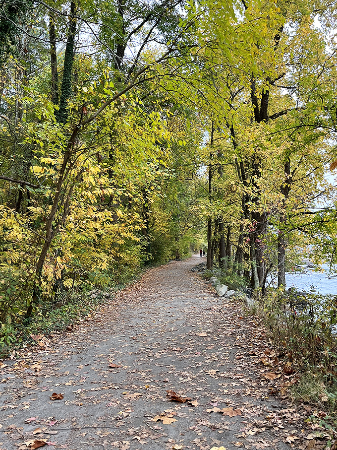Autumn's golden tunnel invites wanderers down a path where each crunching leaf sounds like nature's personal ASMR soundtrack.