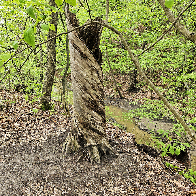 Nature's twist on modern art. This spiral tree trunk looks like it's auditioning for a Tim Burton movie set.