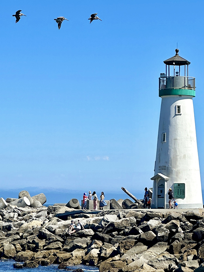 Pelicans soaring past the lighthouse tower like they're giving guided tours. Nature's welcoming committee doesn't require reservations or charge admission fees.