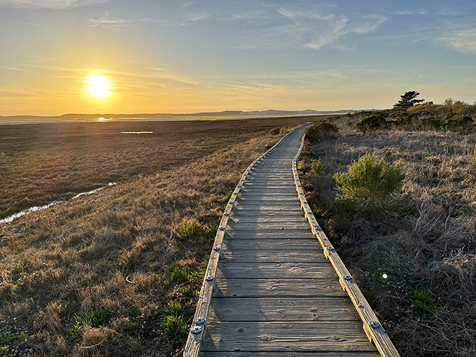 Dawn paints the boardwalk in golden hues, transforming an ordinary path into a journey through nature's most perfect light show.
