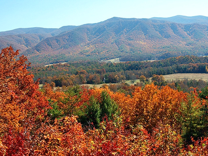 Rich Mountain Road's quiet forest path feels like stepping into a storybook where the trees might start talking any minute.
