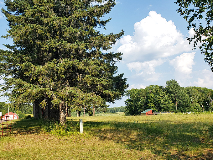 Charming countryside views with tall pines, open meadows, and red barns create a perfect peaceful escape into rural beauty.