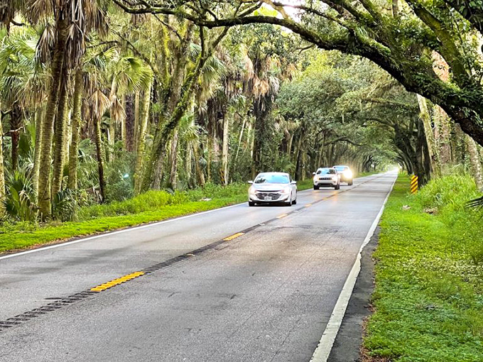 Fellow travelers sharing the journey. Even on busier days, Martin Grade maintains its peaceful character as cars move respectfully through the canopy.
