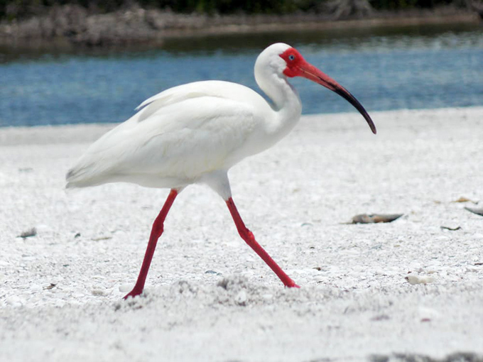 The ibis struts like it owns the place&mdash;because it does. This white-feathered local has seniority over all human visitors.