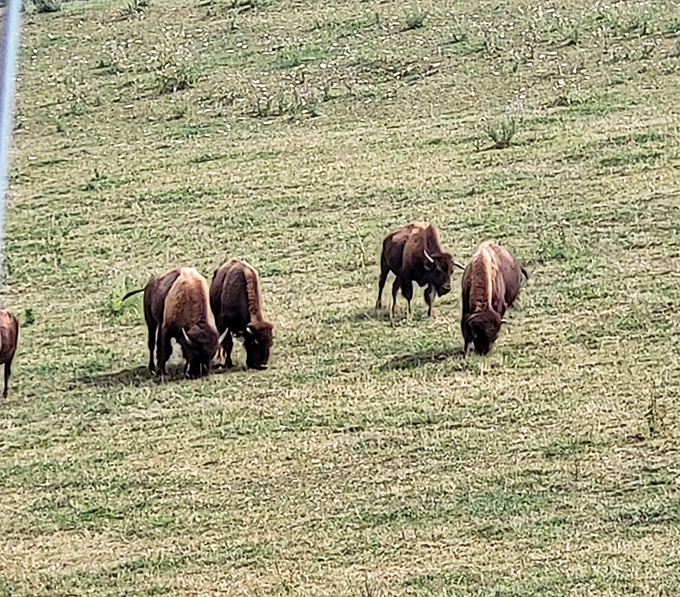 Even the bison seem to appreciate Woodward's scenic surroundings &ndash; though they're wisely staying above ground where the grazing is good.
