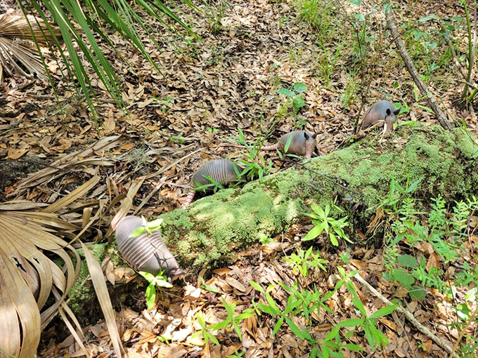 Armadillos: Nature's tank-puppies, armored explorers who dig through the forest floor like tiny excavators on an archaeological mission.