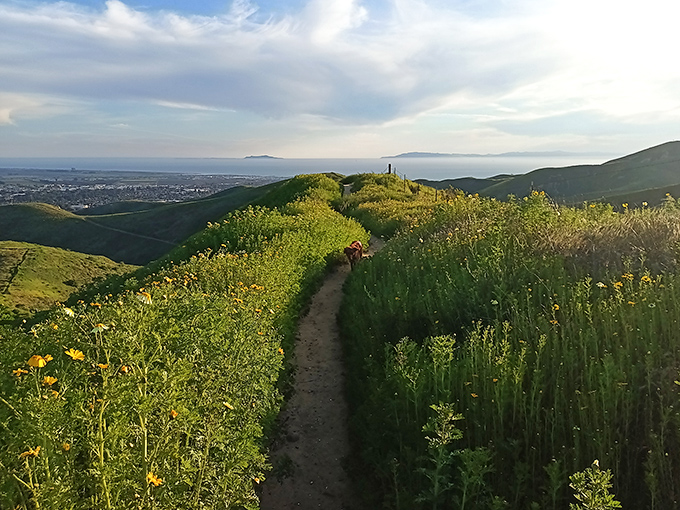Hiking trails with ocean views that would cost you a million elsewhere&mdash;in Ventura, they're just part of the daily constitutional for locals who chose wisely.