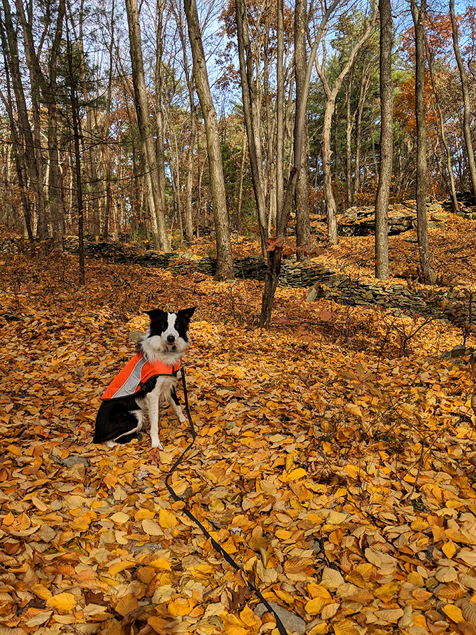 A border collie in an orange vest enjoys autumn's golden carpet. Dogs understand something we often forget&mdash;leaves are meant to be played in, not just raked.