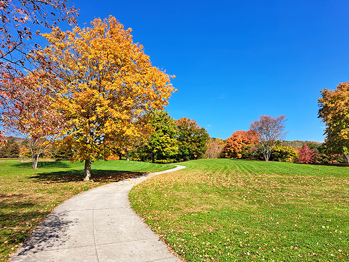 Autumn's fashion show in full swing. These trees dress in their seasonal best, making your wardrobe choices seem decidedly uninspired by comparison.