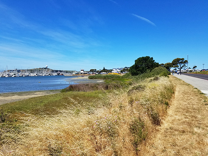 Where grassy shores meet harbor waters. Half Moon Bay's coastal trail offers views that make smartphone cameras work overtime.