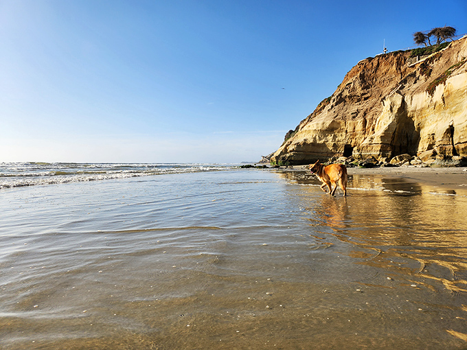 Dog Beach proves that canine joy is the purest form of happiness, especially when there's wet sand, salty air, and no leash required.