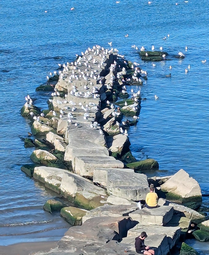 Seagull convention in session! These feathered philosophers have claimed prime real estate on the stone breakwater, discussing whatever birds discuss.