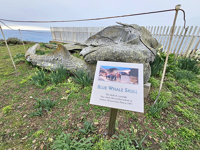 A blue whale skull display reminds you just how small we humans are&mdash;even our impressive lighthouses are dwarfed by nature's creations.