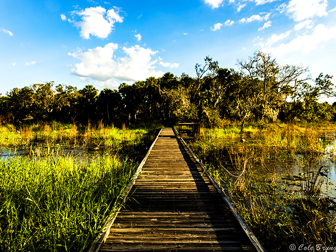 This boardwalk leads to discoveries that no smartphone app could ever replace. Some paths are worth following just to see where they end. 