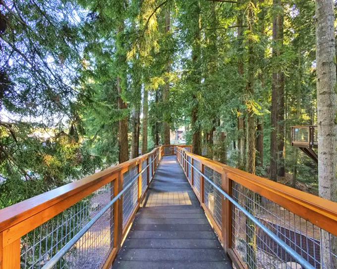 The elevated walkway through the redwoods offers a squirrel's-eye view of the forest, making you feel simultaneously tiny and part of something magnificent.