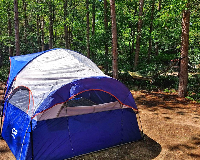 Canvas luxury: A tent nestled among towering pines proves that sometimes the best room service is delivered by chirping birds at dawn.