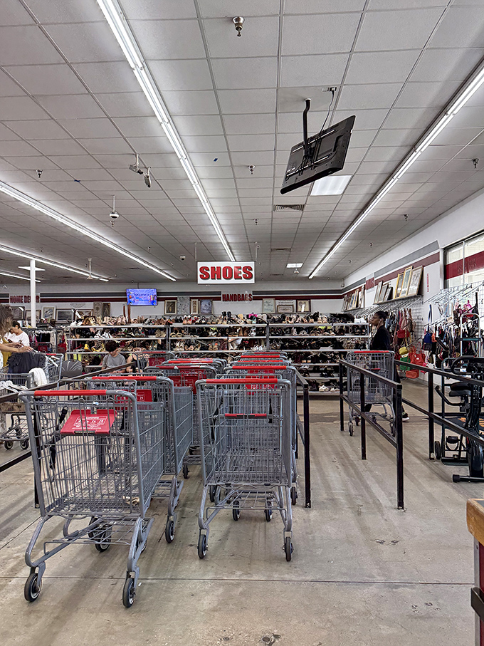 Shopping carts lined up like eager racehorses at the starting gate, each waiting for its chance to be filled with unexpected discoveries.