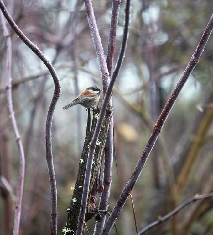Nature's tiny performer takes center stage. This chickadee doesn't need a spotlight to steal the show.