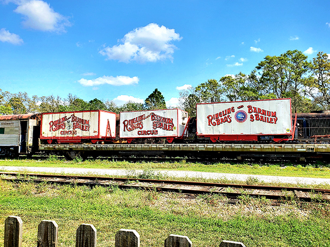 These vintage Ringling Bros. and Barnum & Bailey circus train cars once carried wonder and excitement across America, now preserved for future generations.
