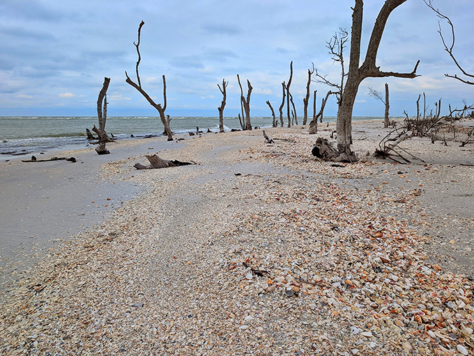 Where storms and tides have sculpted a haunting seascape. Nature's art gallery displays driftwood sculptures no human could design.