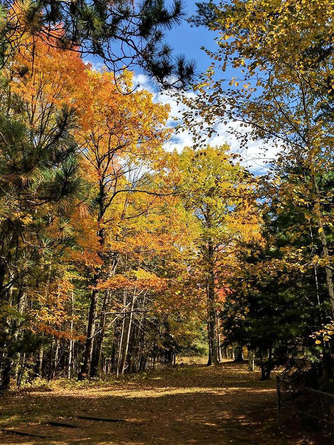 Autumn transforms ordinary hiking trails into golden pathways that would make King Midas jealous. The crunch of leaves underfoot provides nature's soundtrack.