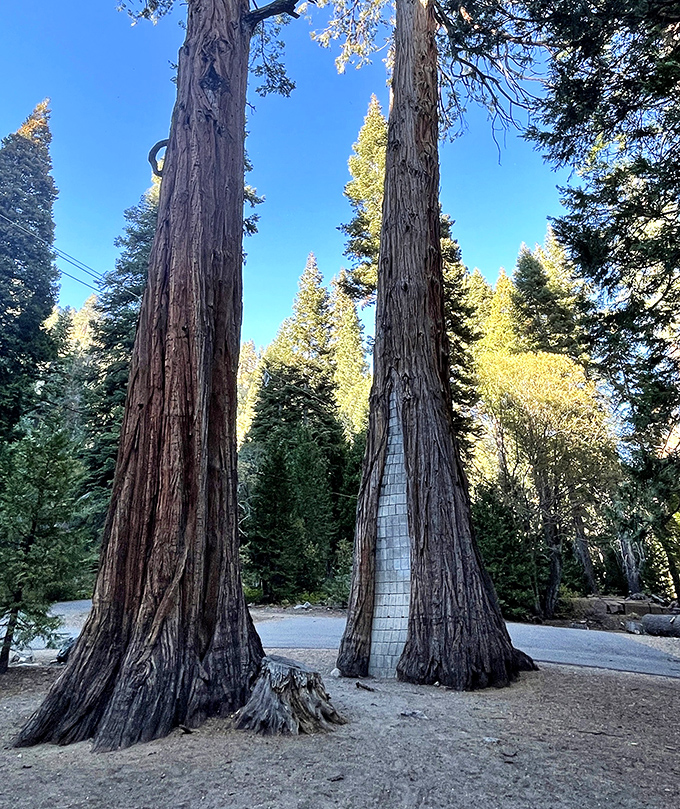 Nature's skyscrapers stand guard. These towering Sierra redwoods have witnessed decades of visitors marveling at Vikingsholm's Scandinavian splendor.