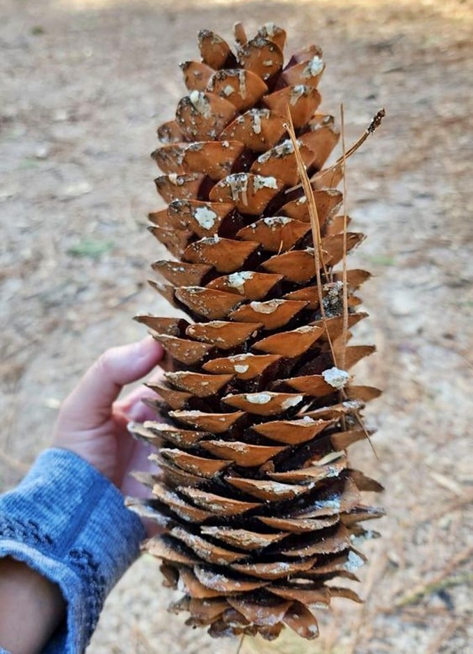 Sierra souvenirs that don't cost a dime. This magnificent pinecone&mdash;nature's version of intricate sculpture&mdash;makes plastic gift shop trinkets seem sadly inadequate.