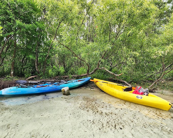 Colorful kayaks await their next adventure, resting on a pristine sandy beach. Like tropical fish beached on shore, they're ready to return to their natural habitat.