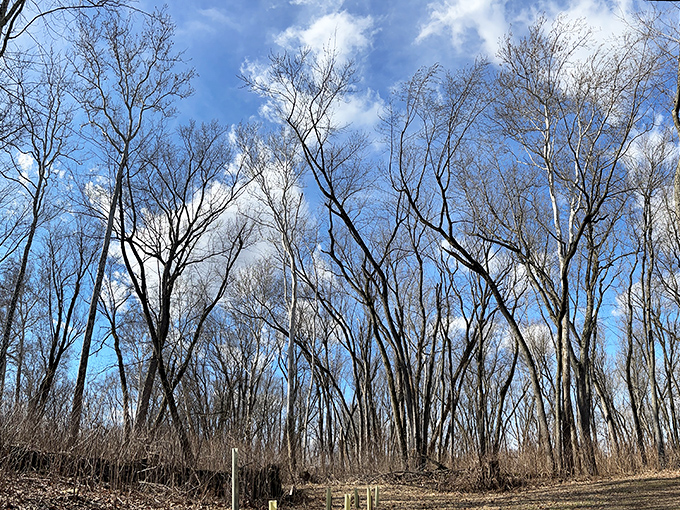 Winter's quiet arrival transforms the park into Pennsylvania's best-kept secret for solitude seekers.