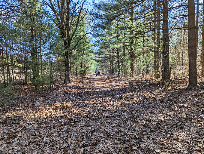 Pine-needle carpeting that no interior decorator could improve upon&mdash;nature's finest floor covering since the Paleolithic era.